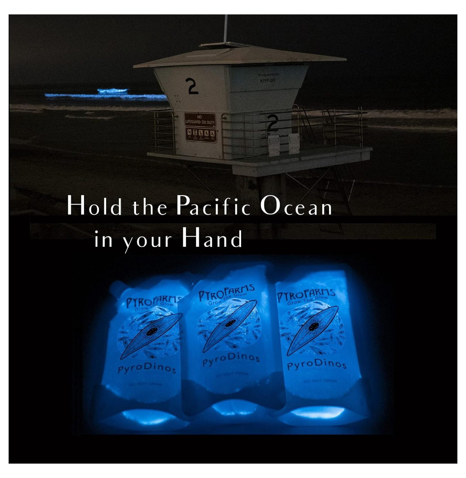 Easy to Grow - Enchanting bioluminescent Marine Plankton, PyroDino 3 ...