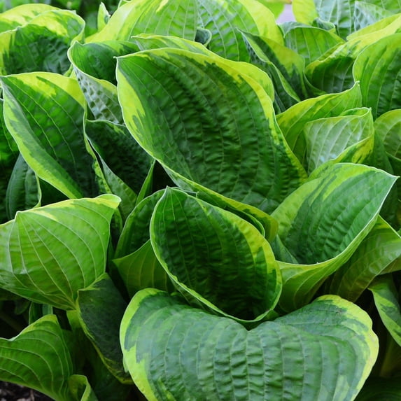 Easy To Grow Hosta Christmas Tree 3 Plant Roots, Zones 3-9 - Walmart.com