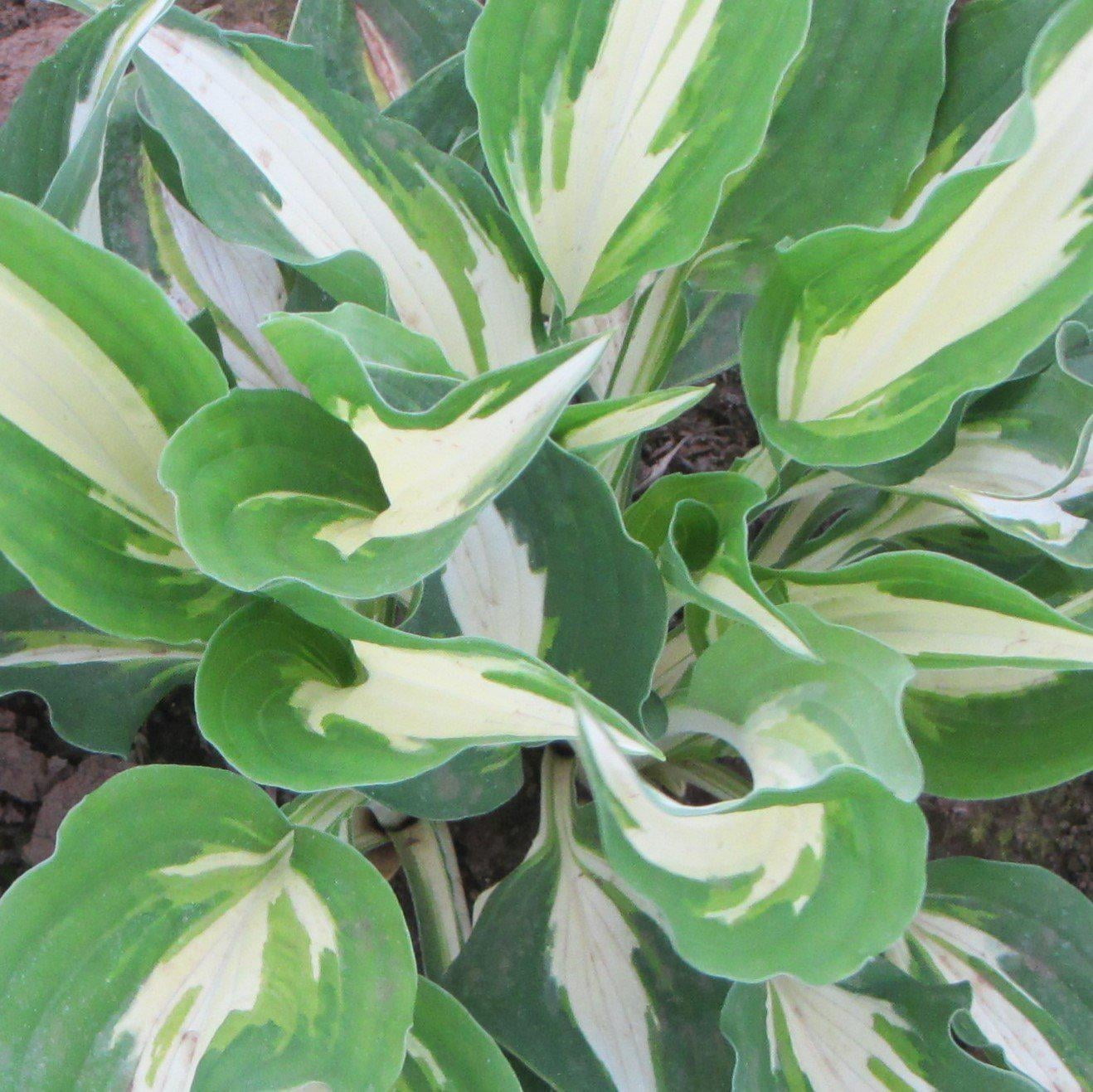 Easy to Grow Hosta Night Before Christmas 3 Plant Divisions, Shade ...