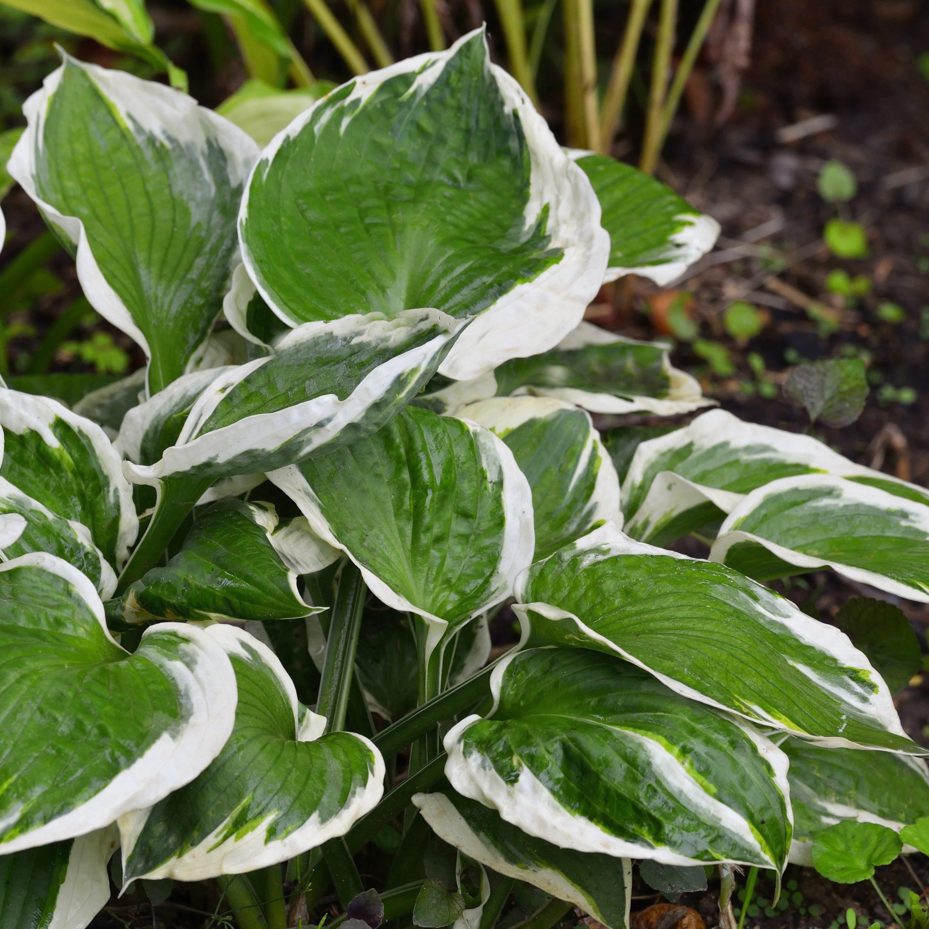 Easy to Grow Hosta Patriot 3 Plant Roots, Summer Shade Zones 3-9 ...
