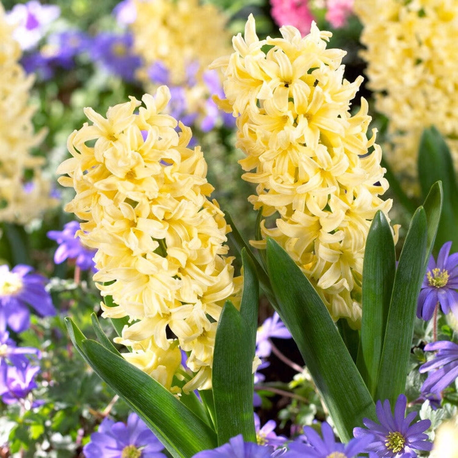 Easy to Grow Hyacinth City of Harlem 10 Plant Bulbs, Spring Flower ...
