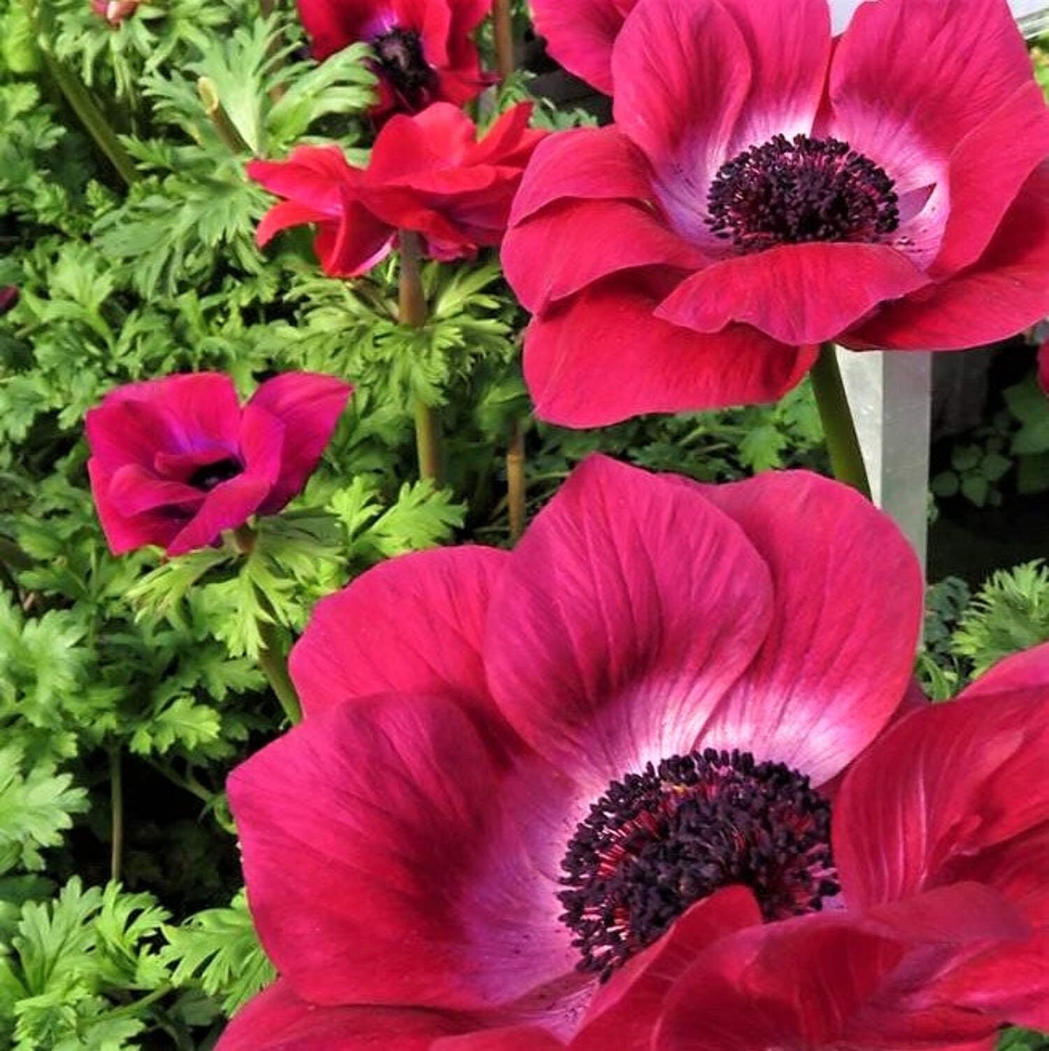Easy to Grow Italian Anemone Mistral Magenta 10 Plant Bulbs, Spring ...