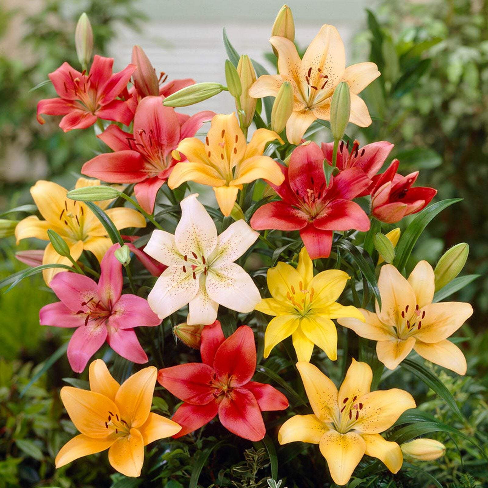 Easy to Grow Lilium Asiatic Lily Mix 12 Plant Bulbs, Summer Outdoor ...