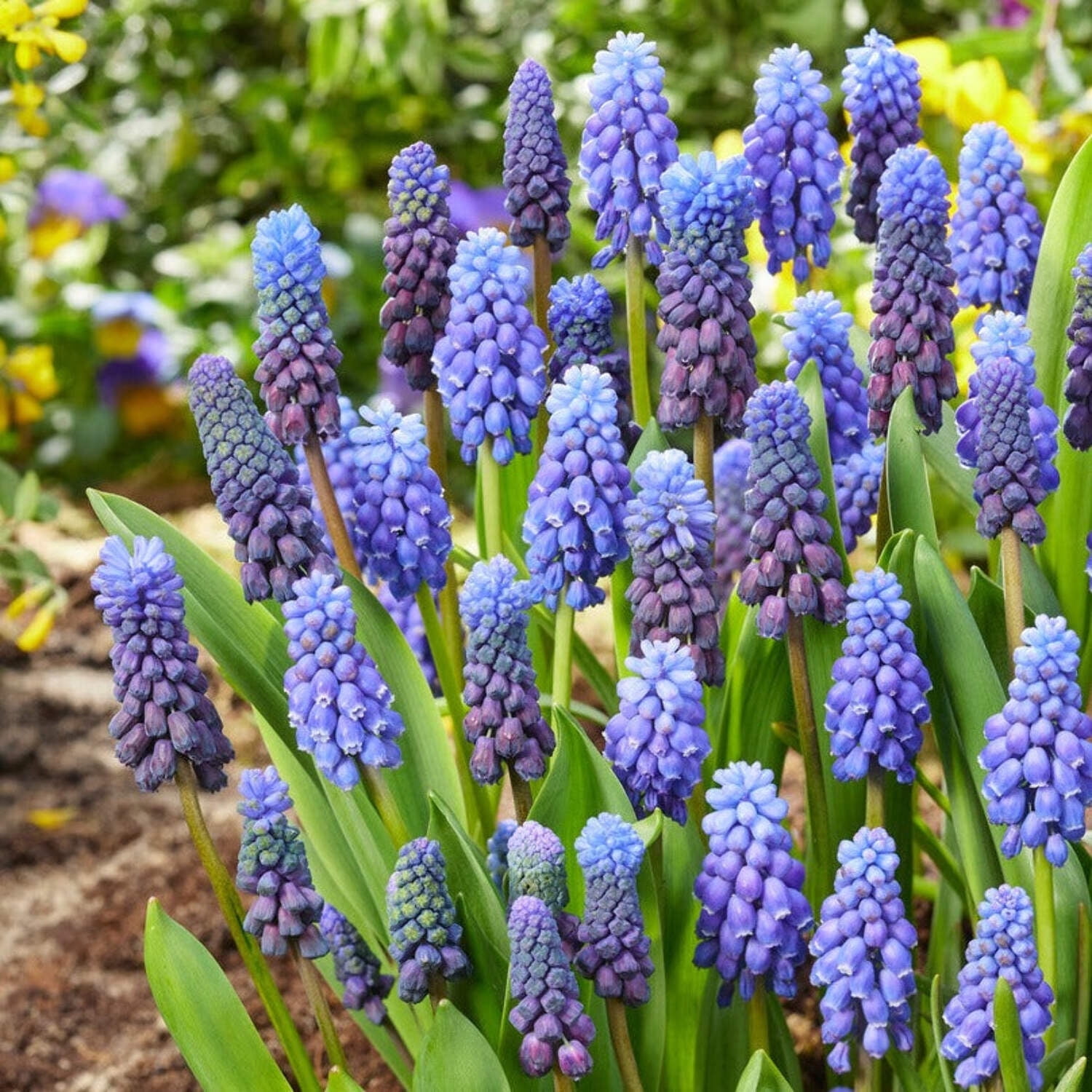 Easy to Grow Muscari Grape Hyacinth Blue 30 Plant Bulbs, Spring Zones 4 ...