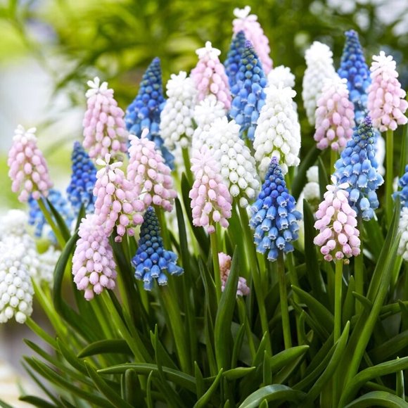 Spring Bulbs in Plant Bulbs - Walmart.com
