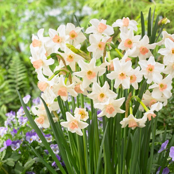 Daffodil Bulbs in Plant Bulbs - Walmart.com