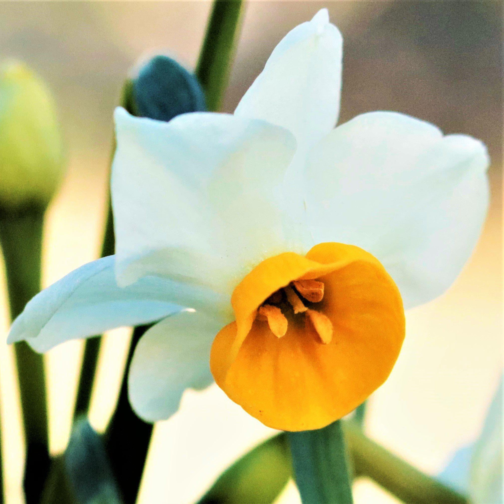 Easy to Grow Narcissus Daffodil Chinese Sacred Lily 10 Plant Bulbs ...