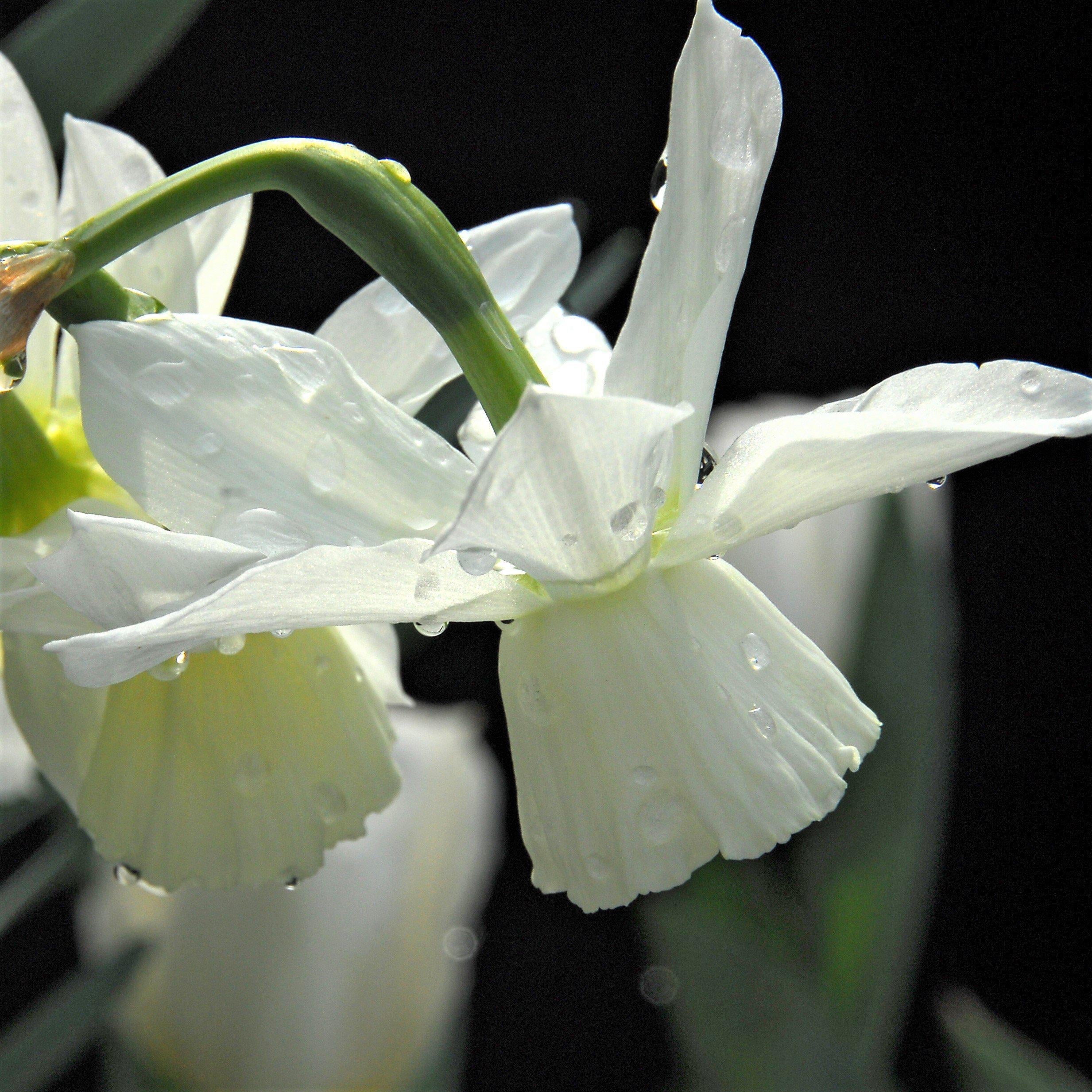 Easy to Grow Narcissus Daffodil Thalia 10 Plant Bulbs, Spring Zones 4-8 ...