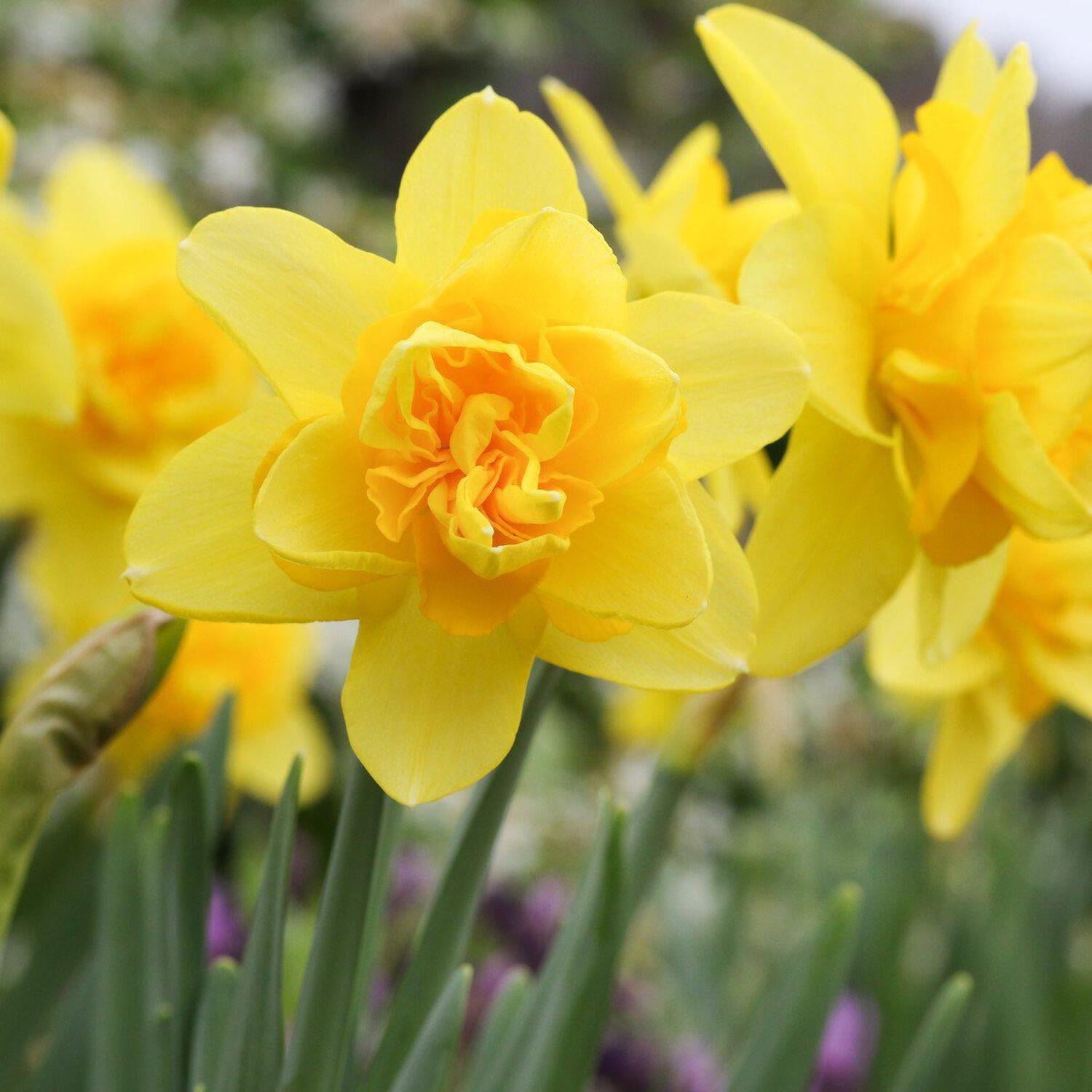 Easy to Grow Narcissus Daffodil Yellow Cheerfulness 10 Plant Bulbs ...