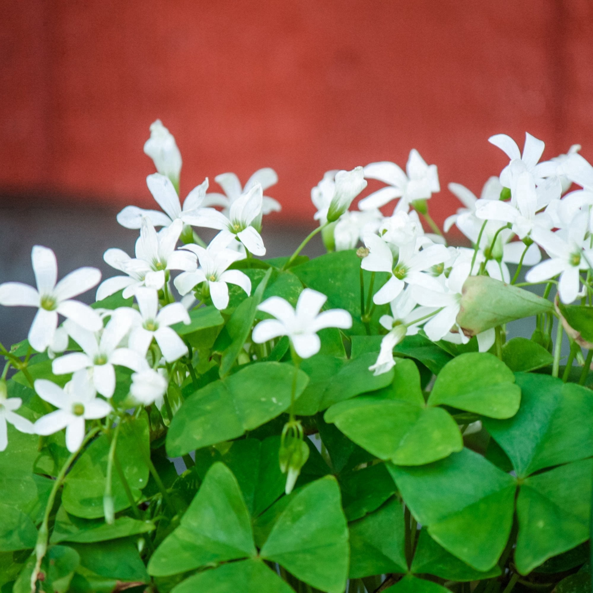 Easy to Grow Oxalis Green Lucky Shamrock 20 Plant Bulbs, Indoor Outdoor ...