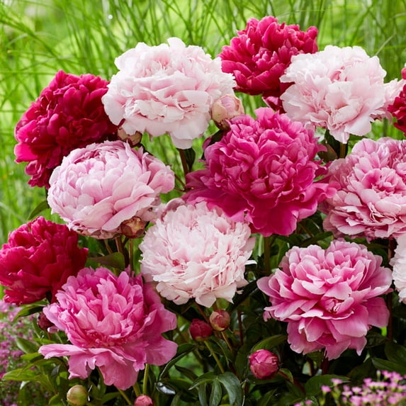 Easy to Grow Peony Double Flowering Mix 5 Pack, Spring Flowers Zones 3 ...