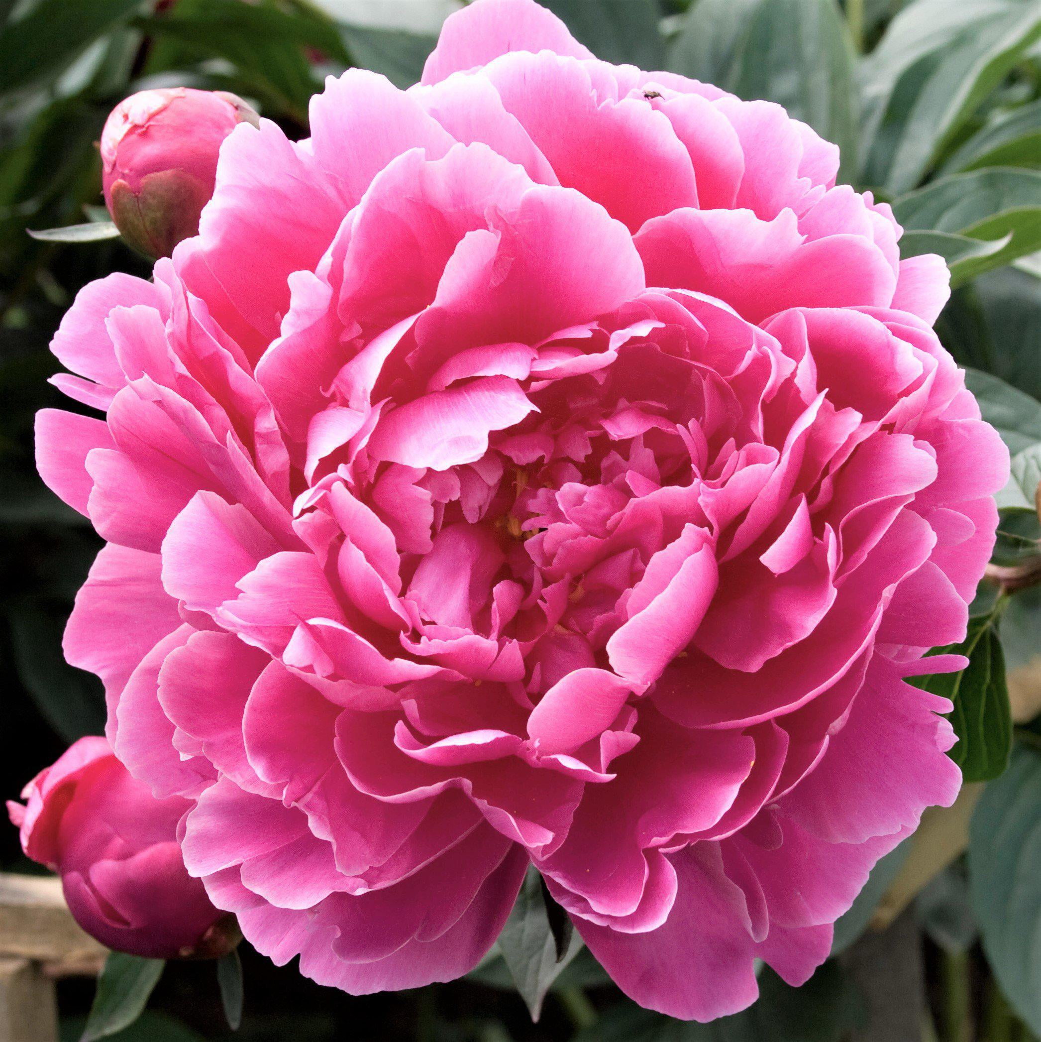Easy to Grow Peony Dr Alexander Flemming 1 Plant Root Division, Spring ...