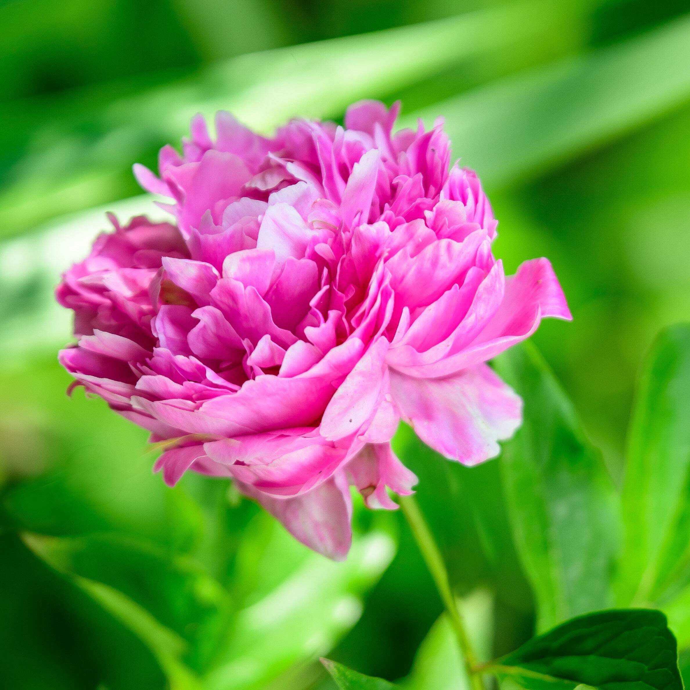 Easy to Grow Peony Edulis Superba 1 Plant Root Division, Spring Zones 3 ...