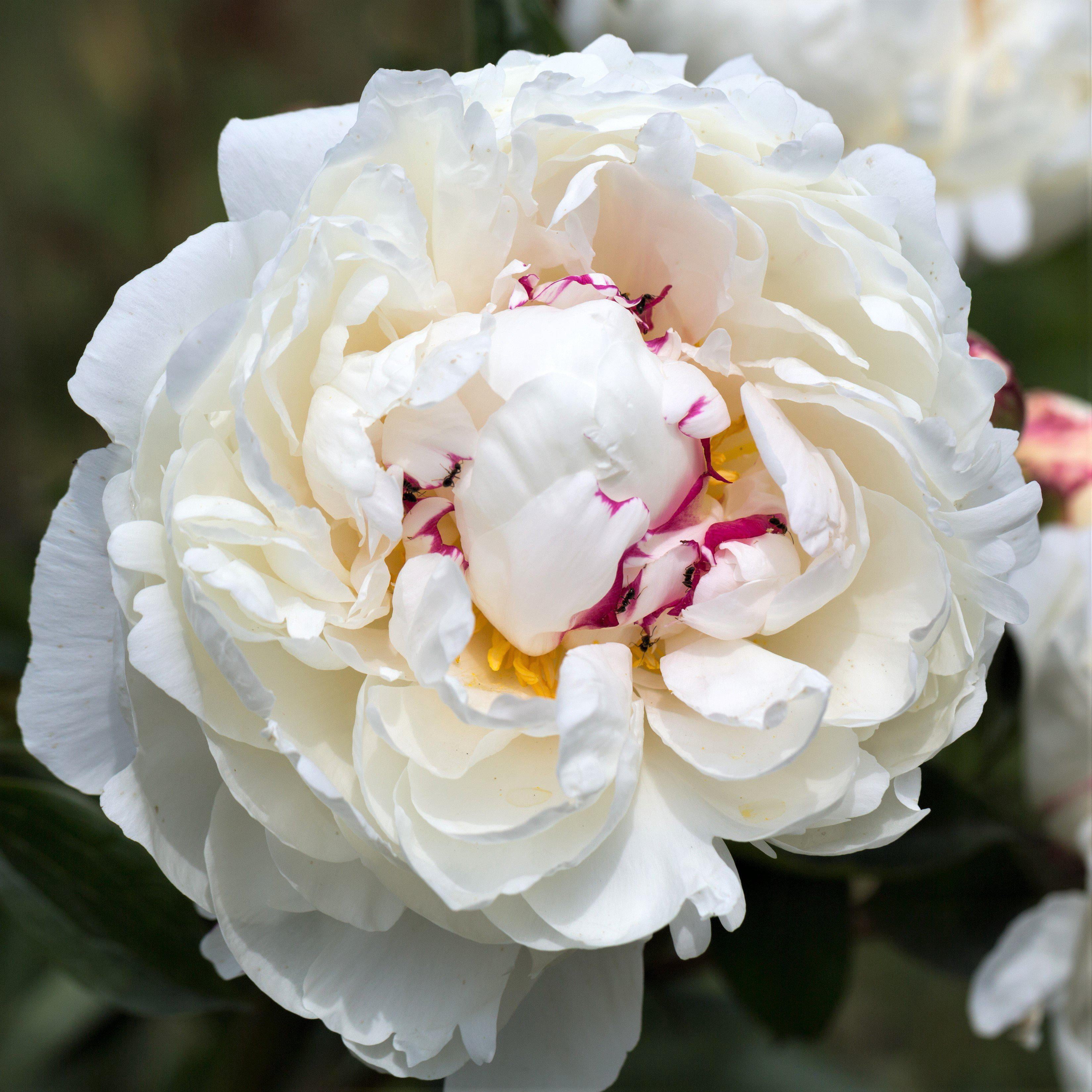 Easy to Grow Peony Festiva Maxima 1 Plant Root Division, Spring Zones 3 ...