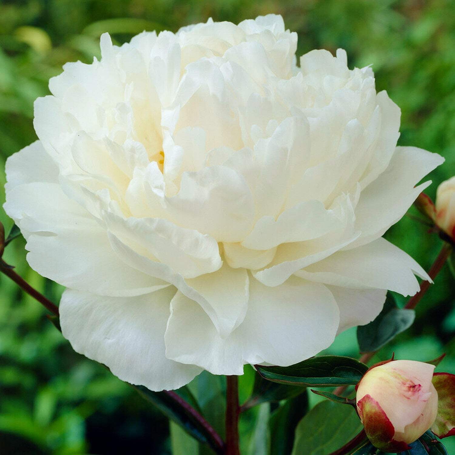 Easy to Grow Peony Gardenia 1 Plant Root Division, Spring Outdoor Zones ...