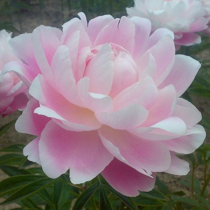Easy to Grow Peony Mrs. F.D. Roosevelt 1 Plant Root Division, Spring ...