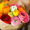 Easy to Grow Ranunculus Rainbow Mix 10 Buttercup Plant Bulbs Spring ...