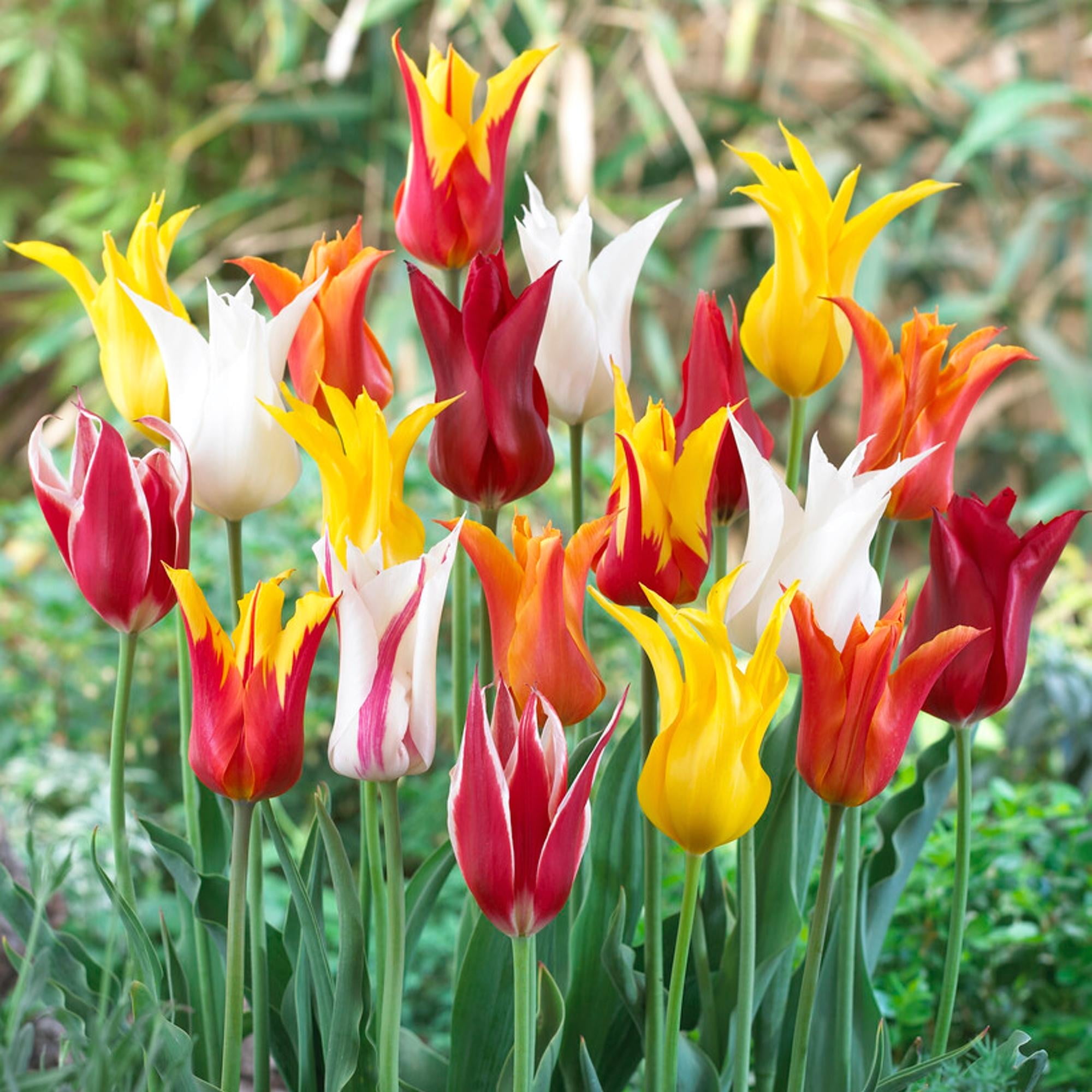 Easy to Grow Tulip Lily Flowering Mix 30 Plant Bulbs, Spring Zones 3-8 ...