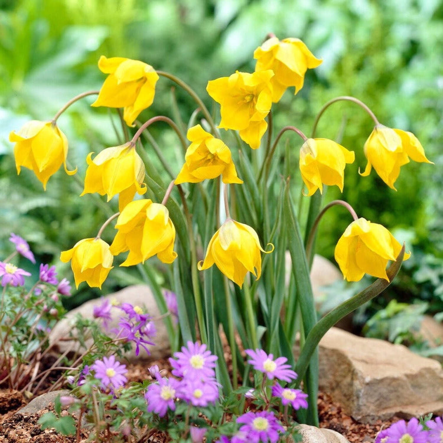 Easy to Grow Tulip Sylvestris 10 Plant Bulbs Species Group, Spring ...