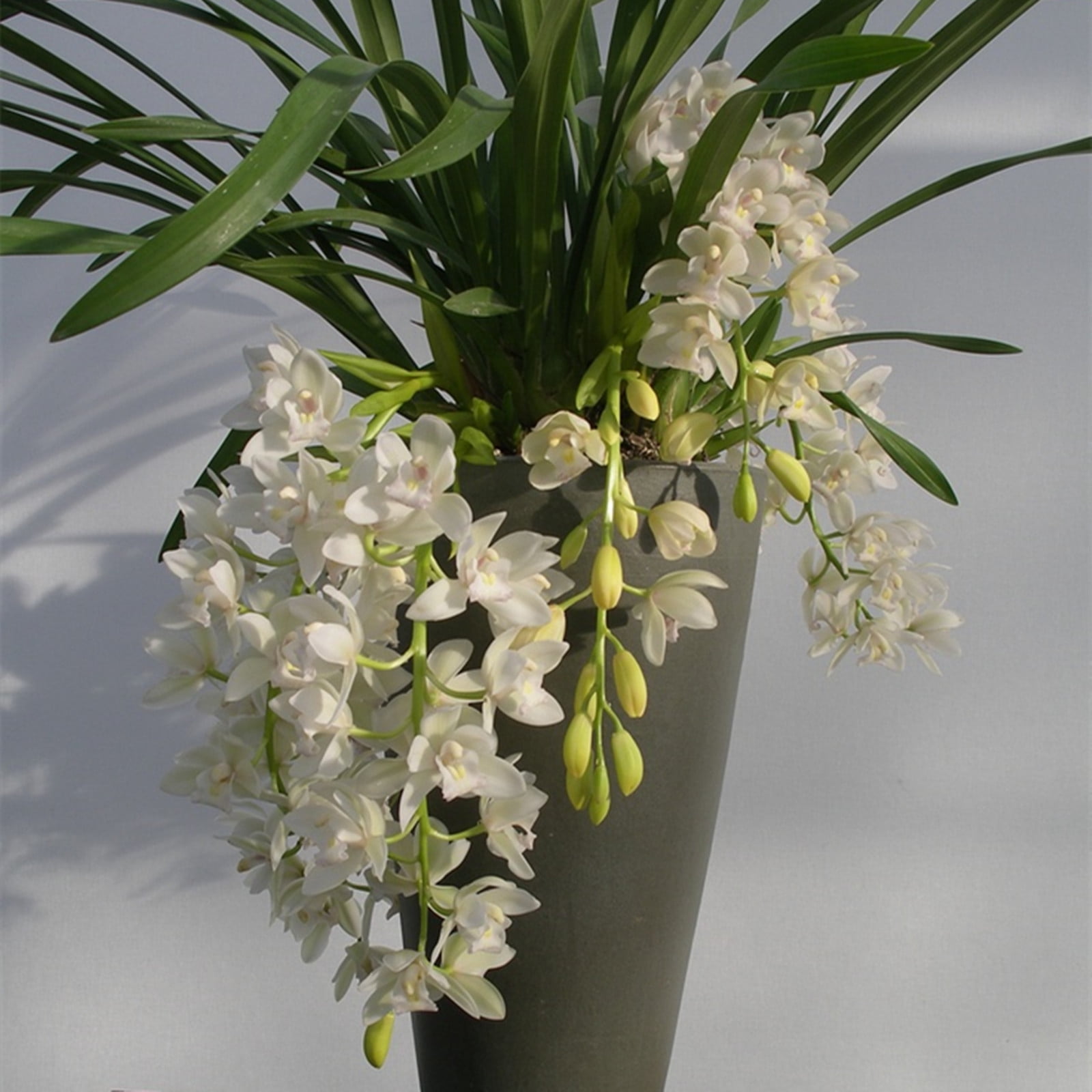 Easy to Plant ，Cymbidium Orchid bulbs, Cymbidium Bulbs for Planting ...