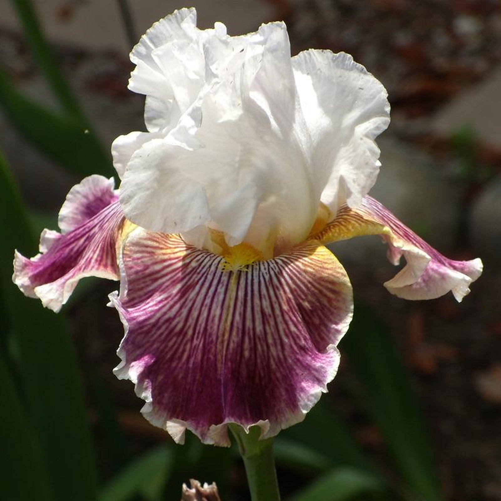 Easy to Plant Perennial / Fragrant Deep Flowers，All Night Long Bearded ...