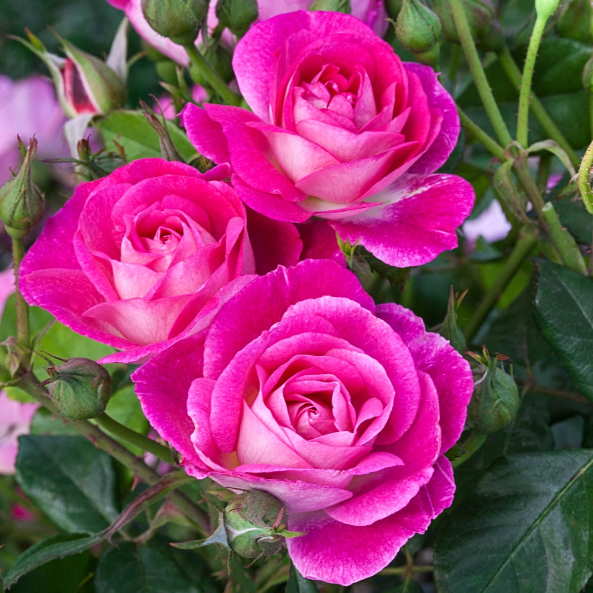 Easy to Please Double Roses Plant, 24" Tall Floribunda Rose Tree ...