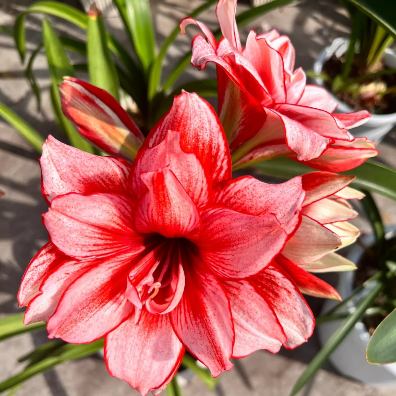 Easy to grow Amaryllis bulbs, both hydroponic and soil-cultivated ...
