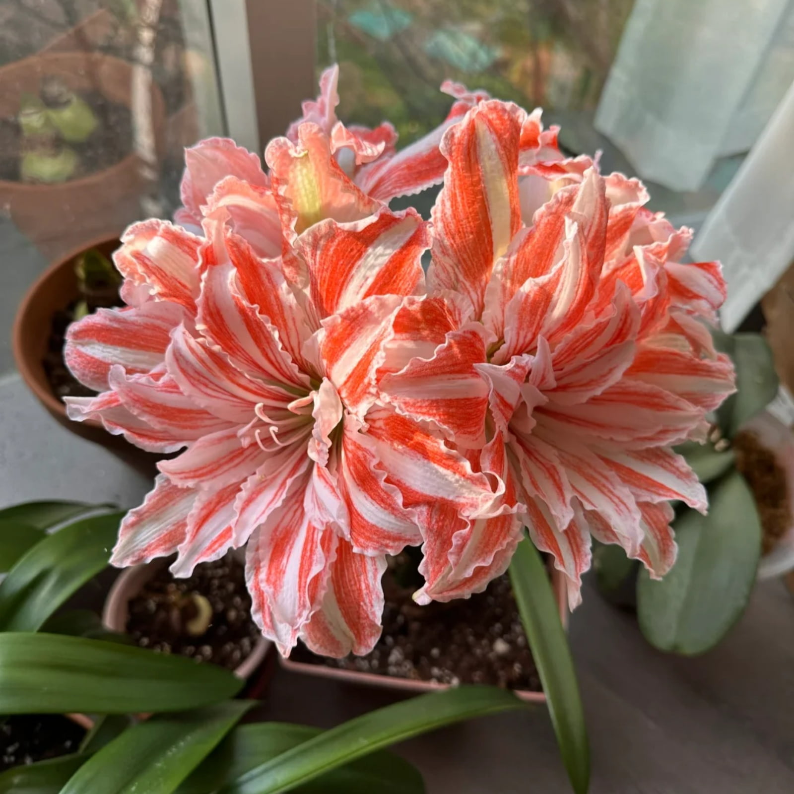 Easy to grow Amaryllis bulbs, both hydroponic and soil-cultivated ...