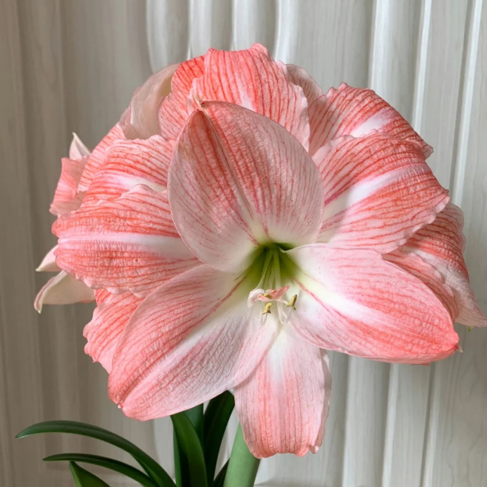 Easy to grow Amaryllis bulbs, both hydroponic and soil-cultivated ...
