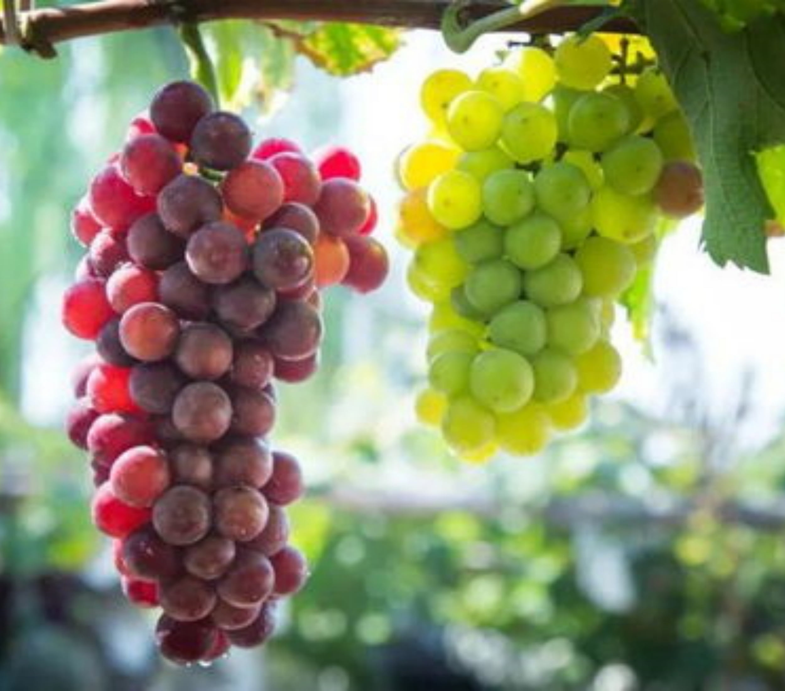 Easy to manage grapevine seedlings, suitable for courtyard cultivation ...