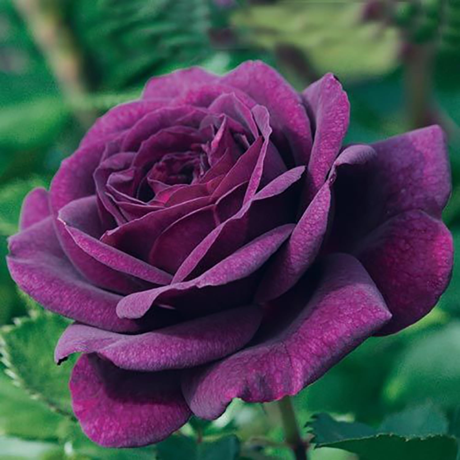 Ebb Tide Double Flowering Bare Root Tree Rose, Includes one dormant ...
