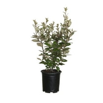 Seedville USA, American Silverberry Seeds, Elaeagnus Commutata, Silvery ...
