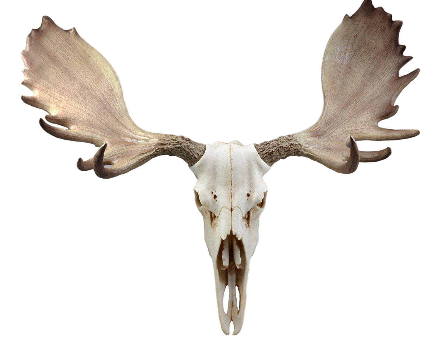 Ebros Gift Bull Moose Skull Wall Decor, 22" Wide Resin Sculpture ...