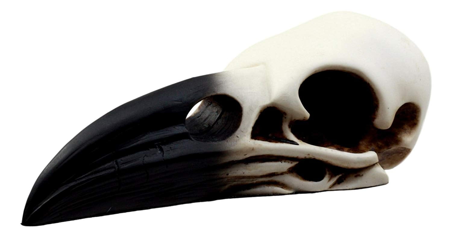Ebros Edgar Poe Gothic Raven Skull Statue 7"Long Crow Scavenger Bird ...