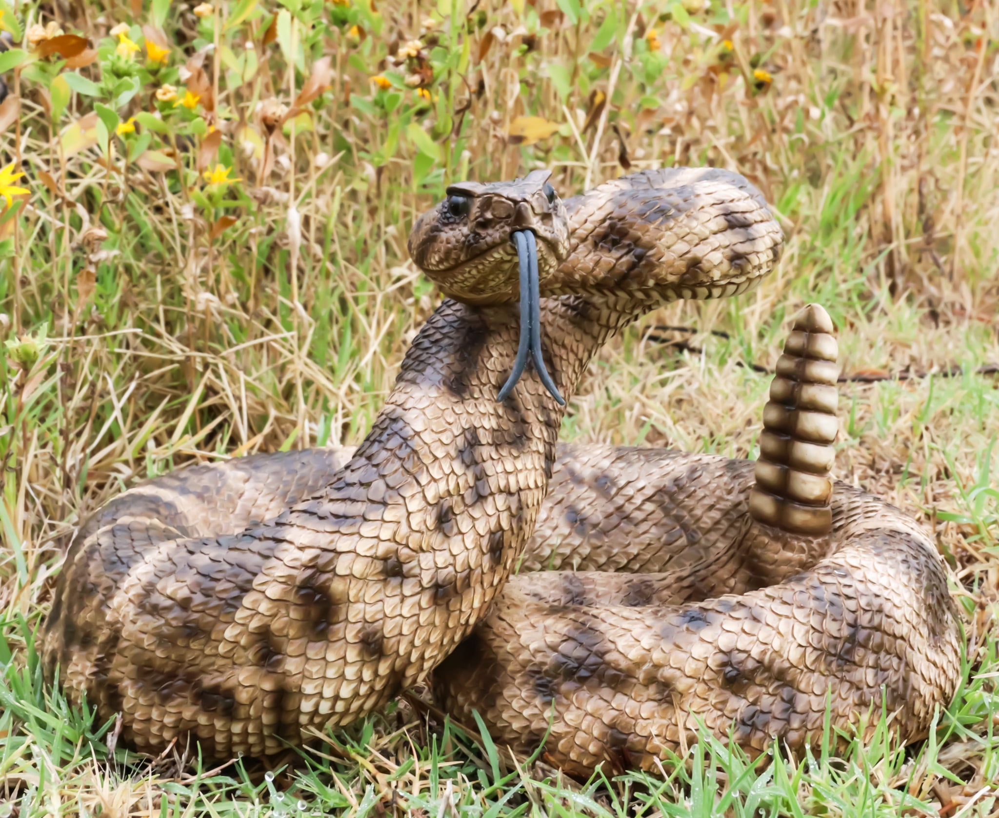 Ebros Realistic Diamondback Rattlesnake Hand Painted Taxidermy Statue 8 ...