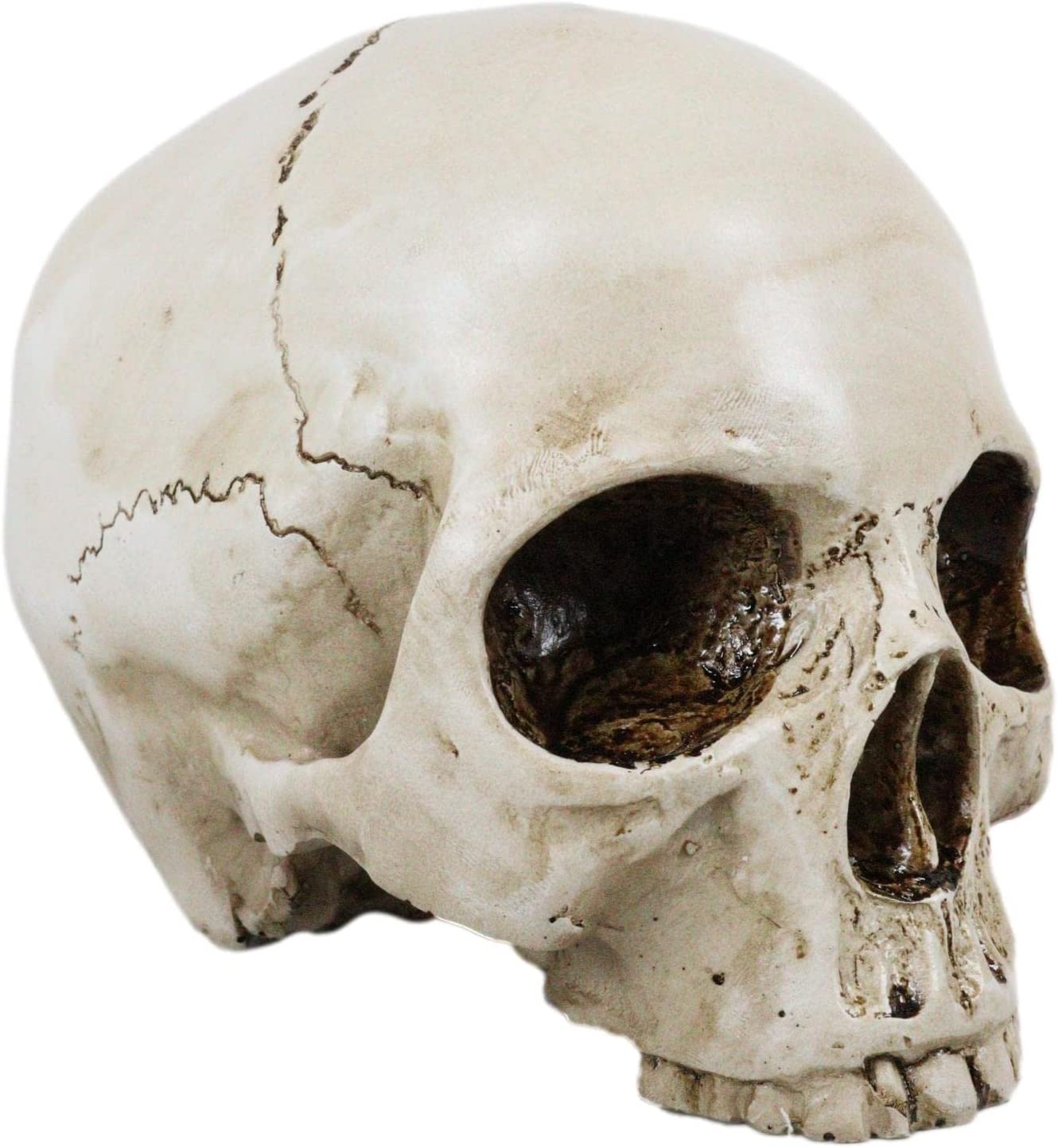 Ebros Realistic Sapiens Jointed Human Half Jawless Statue 7" Long ...