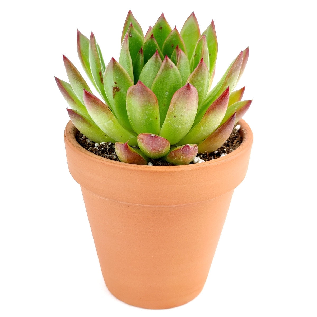 Echeveria Agavoides Lipstick (2"+ Clay Pot) - Tiny, Lovely, Easy to ...