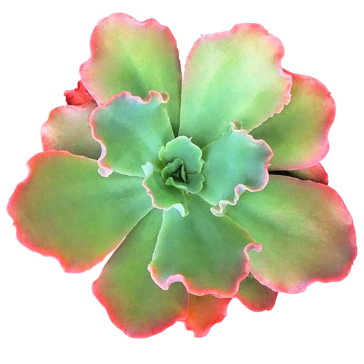 Echeveria Crinoline Ruffles (4"+ Plastic Pot) - Tiny, Lovely, Easy to Care Rosette Succulents ...