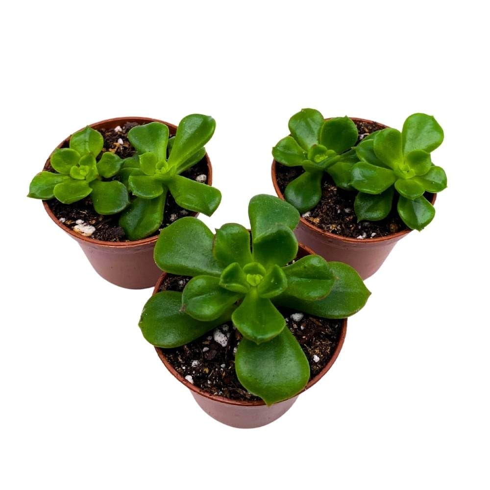 Echeveria Emerald Ripple, 2 inch Set of 3, Garden Succulents Tiny Mini ...