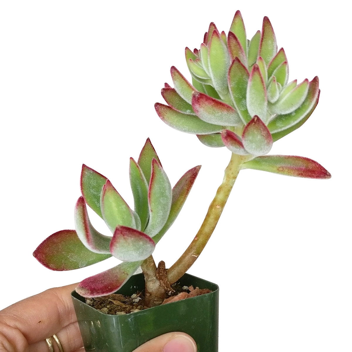 Echeveria Harmsii Ruby Slippers (2"+ Plastic Pot) - Tiny, Lovely, Easy ...