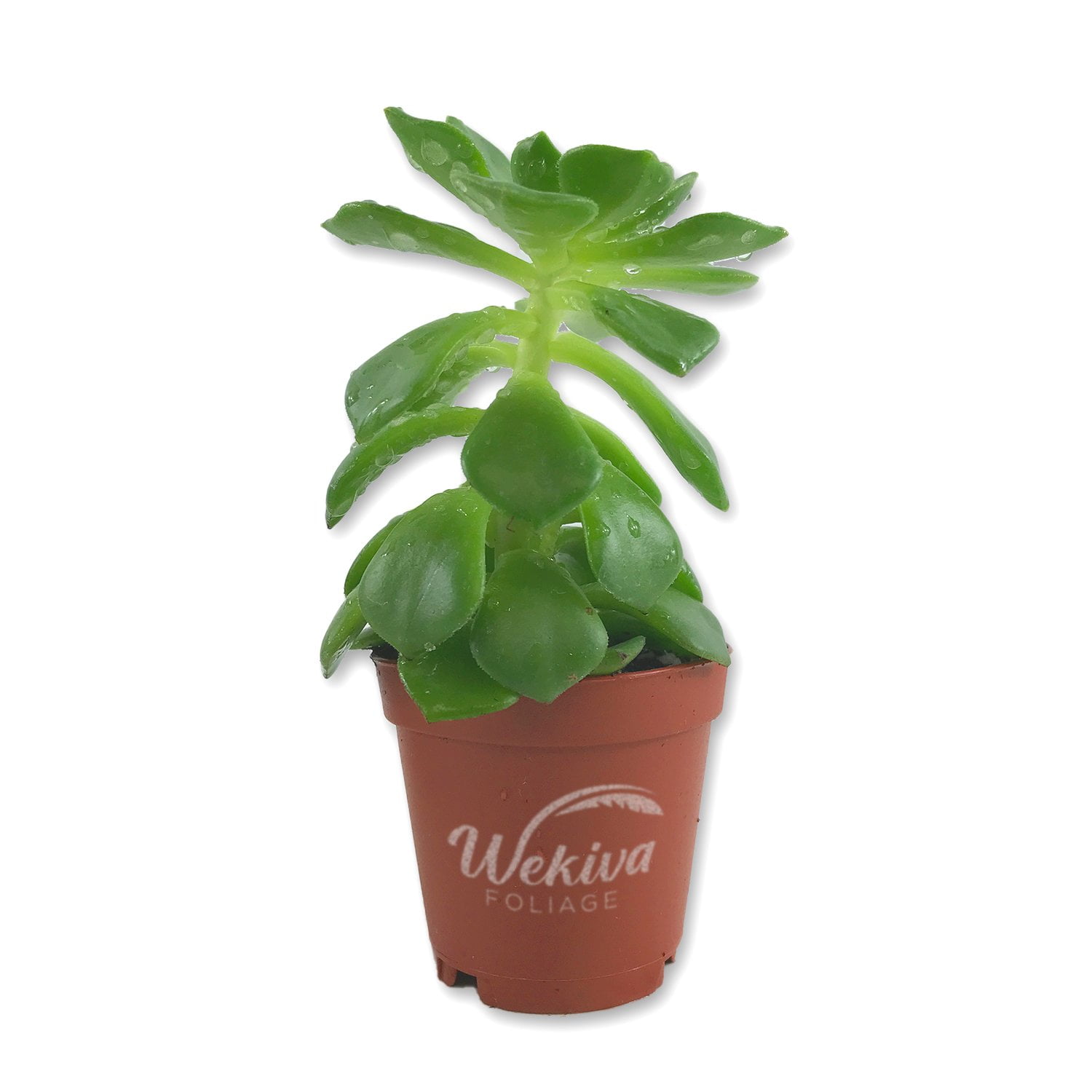 Echeveria Letizia - Live Starter Plant in a 2 Inch Growers Pot - Rare ...