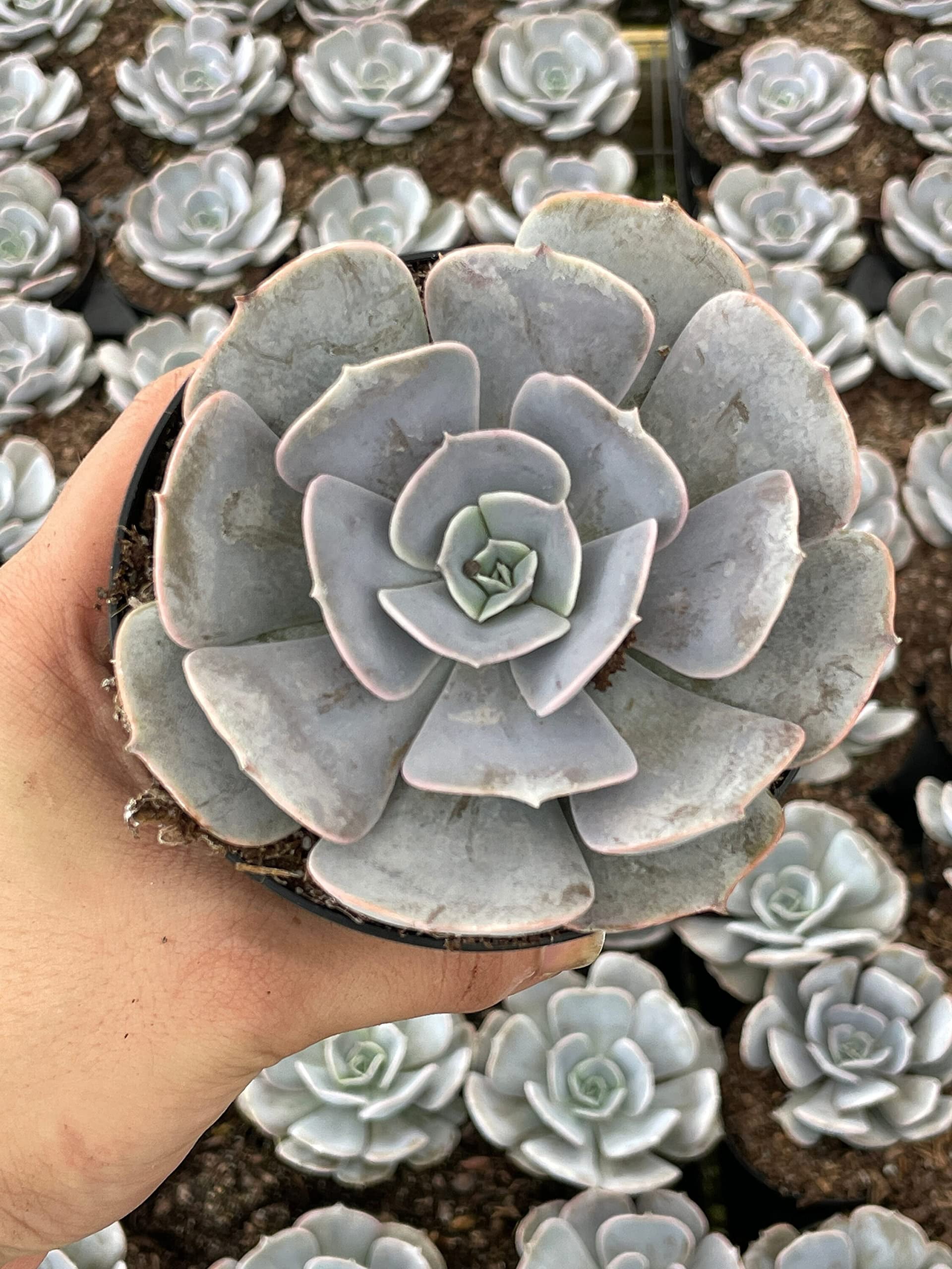 Echeveria Lilacina, White Ghost echeveria, Mexican hens and Chicks ...