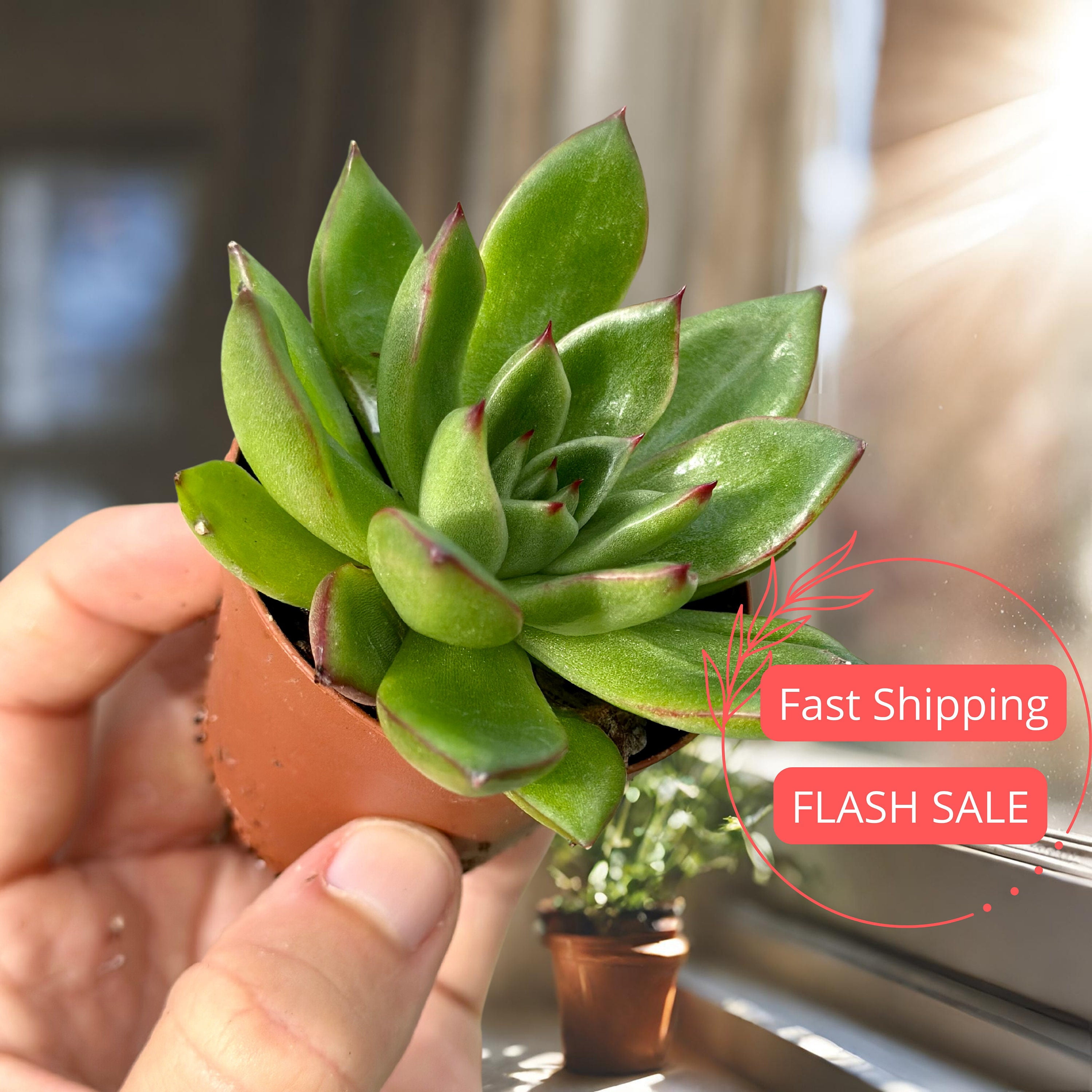 Echeveria Lipstick Succulent | Echeveria Succulent Plant | Indoor ...