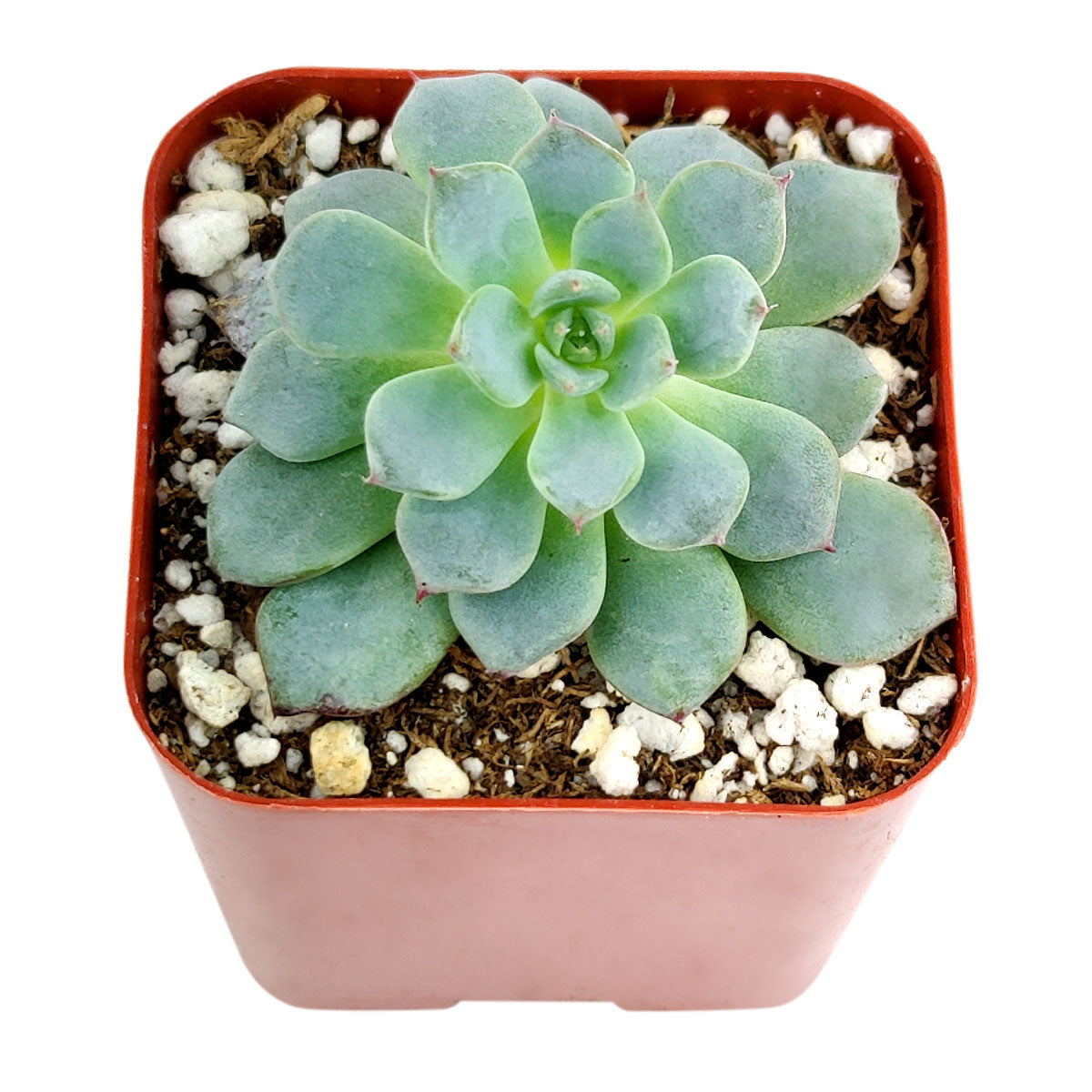 Echeveria Minima (2"+ Plastic Pot) - Tiny, Lovely, Easy to Care Rosette ...