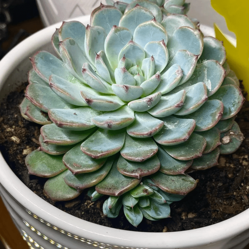 Echeveria Minima 2" Pot, Live Succulent, Small Succulents - Walmart.com