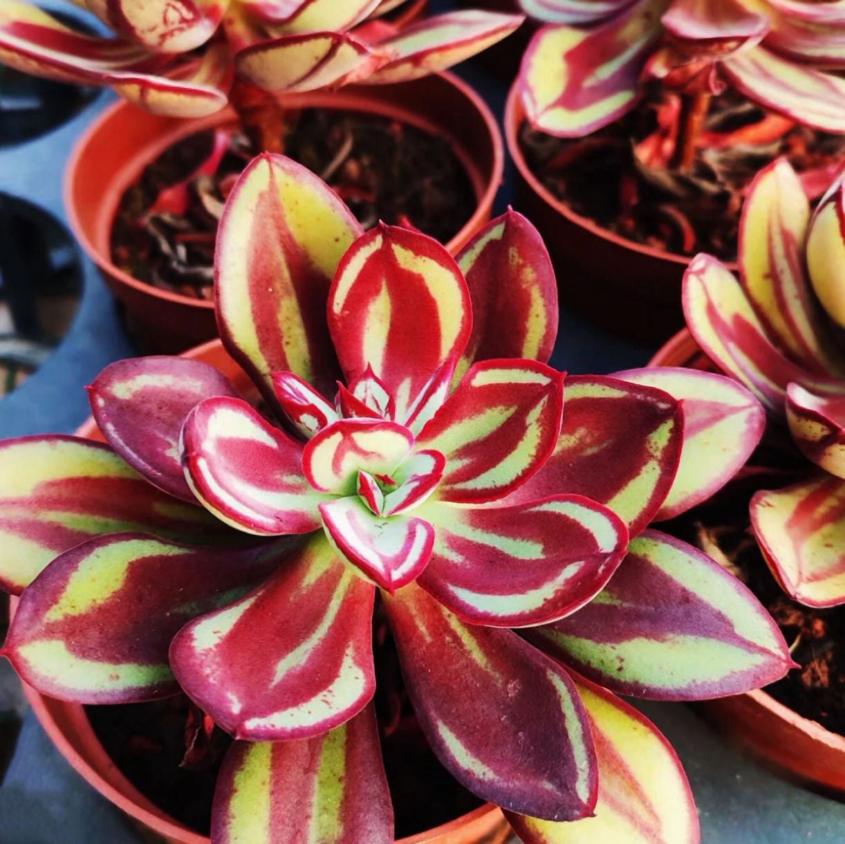 Echeveria Nodulosa Plant Live for Planting - Painted Echeveria Plant - Variegated Cheveria ...