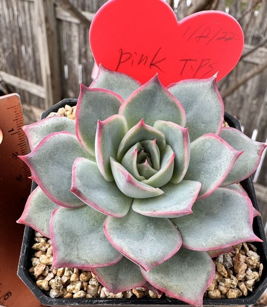 Echeveria 'Pink Tips' live imported Korea live Succulent update Photos ...