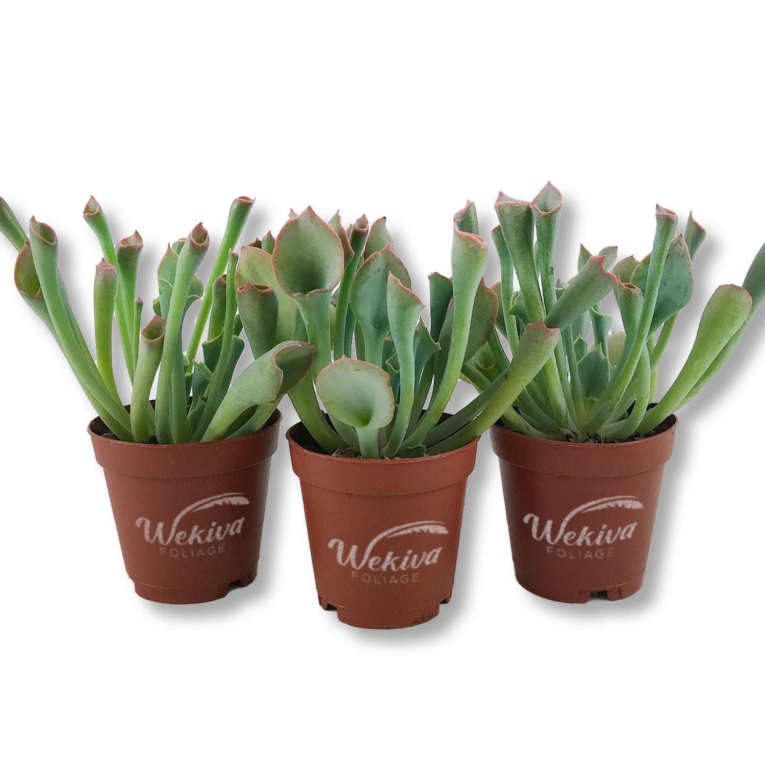 Echeveria Pink Trumpet - 3 Live Starter Plants in 2 Inch Growers Pots ...