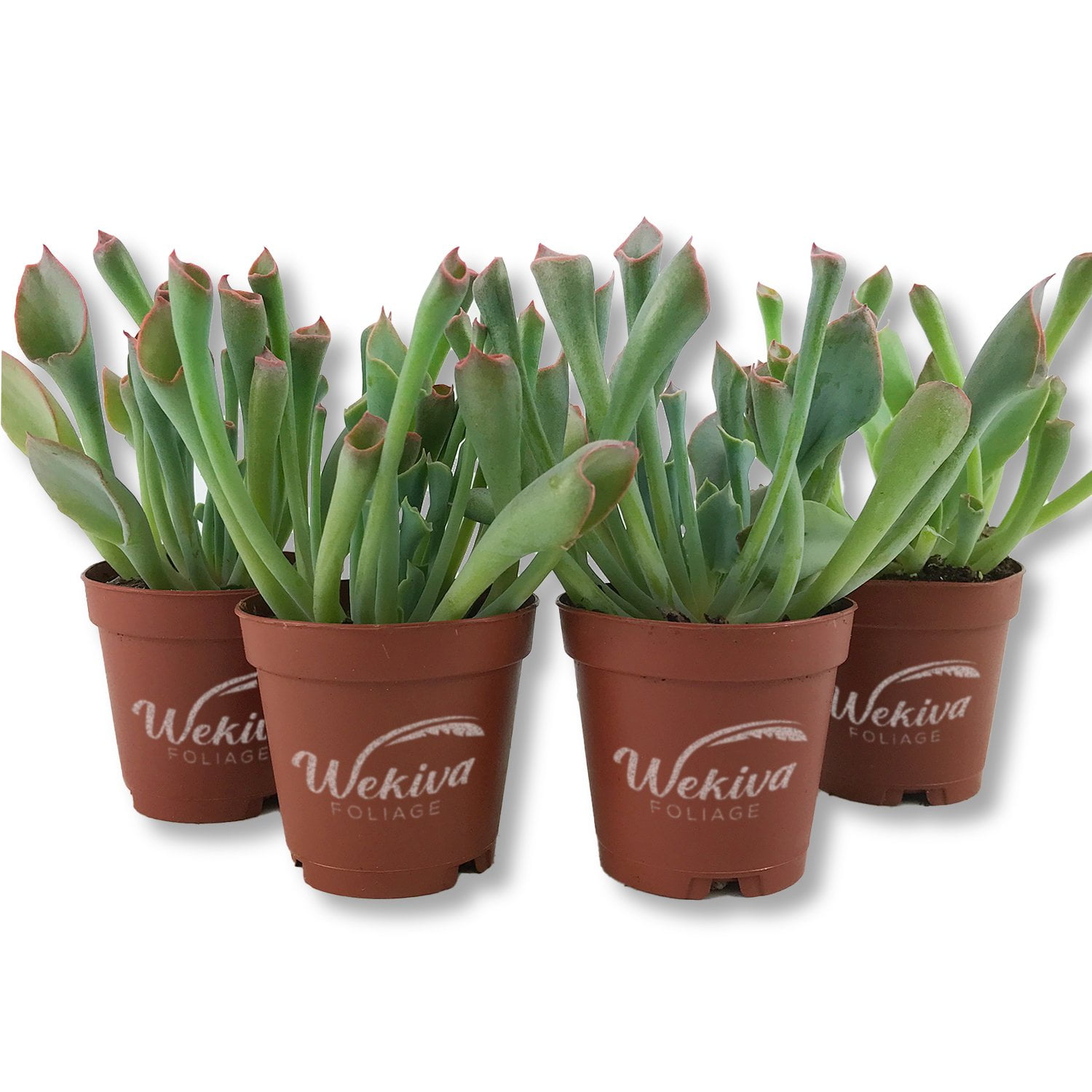 Echeveria Pink Trumpet - 4 Live Starter Plants in 2 Inch Growers Pots ...