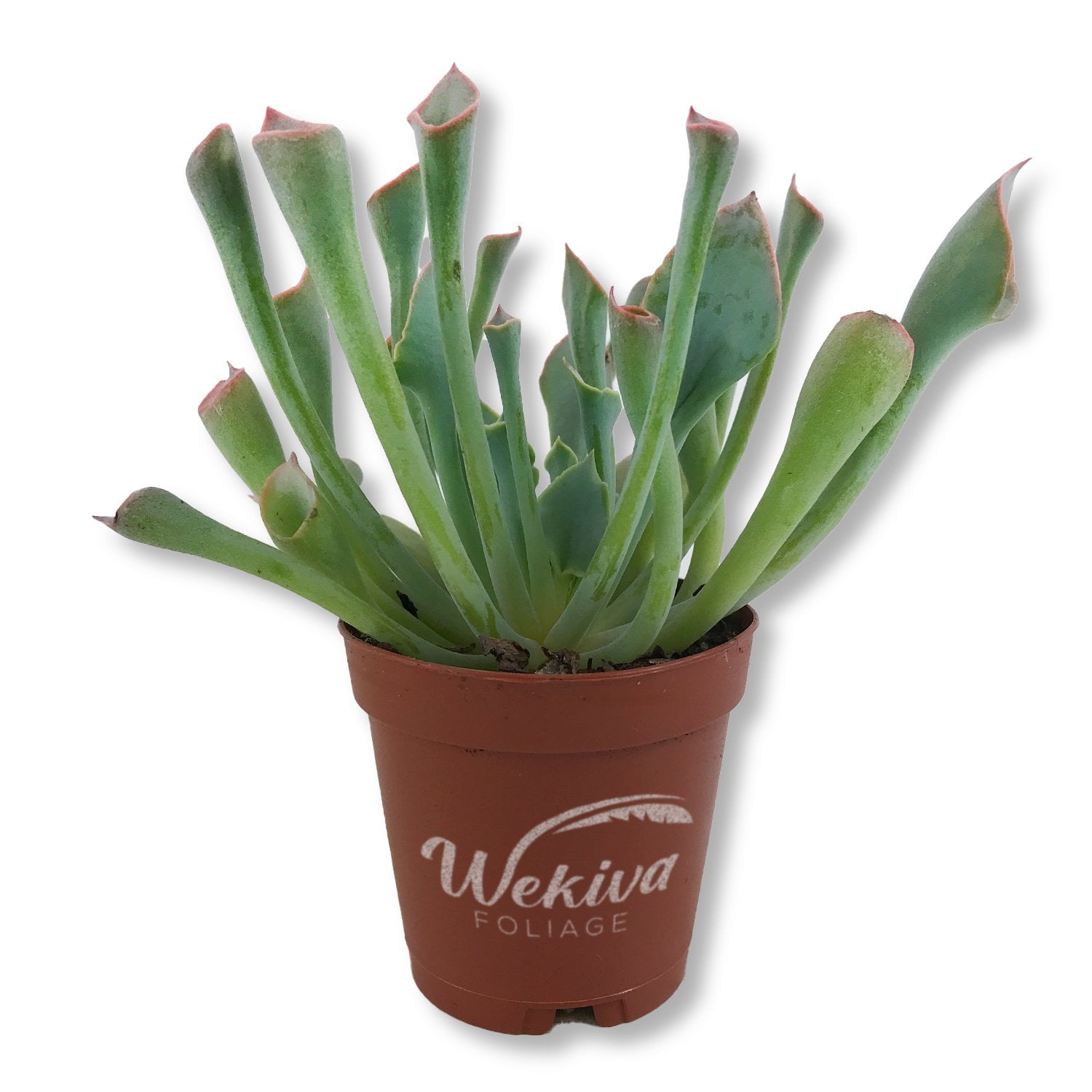 Echeveria Pink Trumpet - Live Starter Plant in a 2 Inch Growers Pot ...